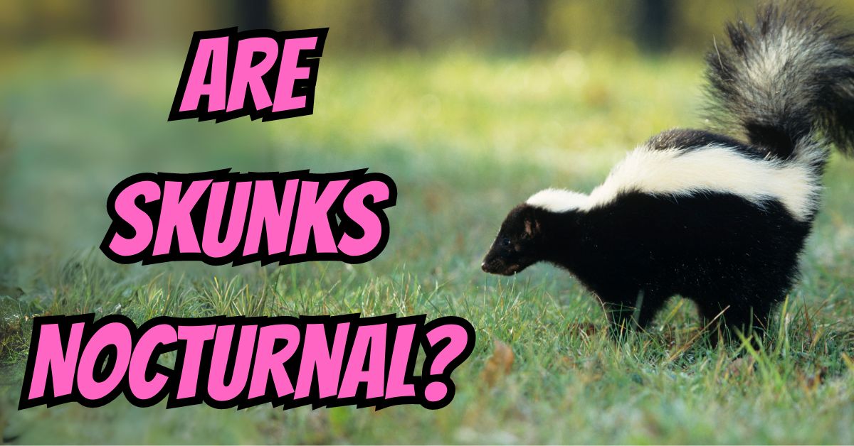 Are Skunks Nocturnal? Discover the Enchanting Nighttime Habits of These ...
