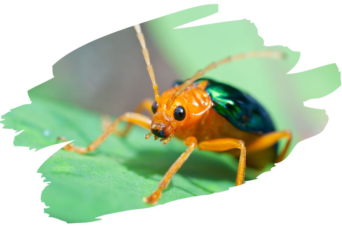 Coolest Animal Defense Mechanisms - Beast Bits