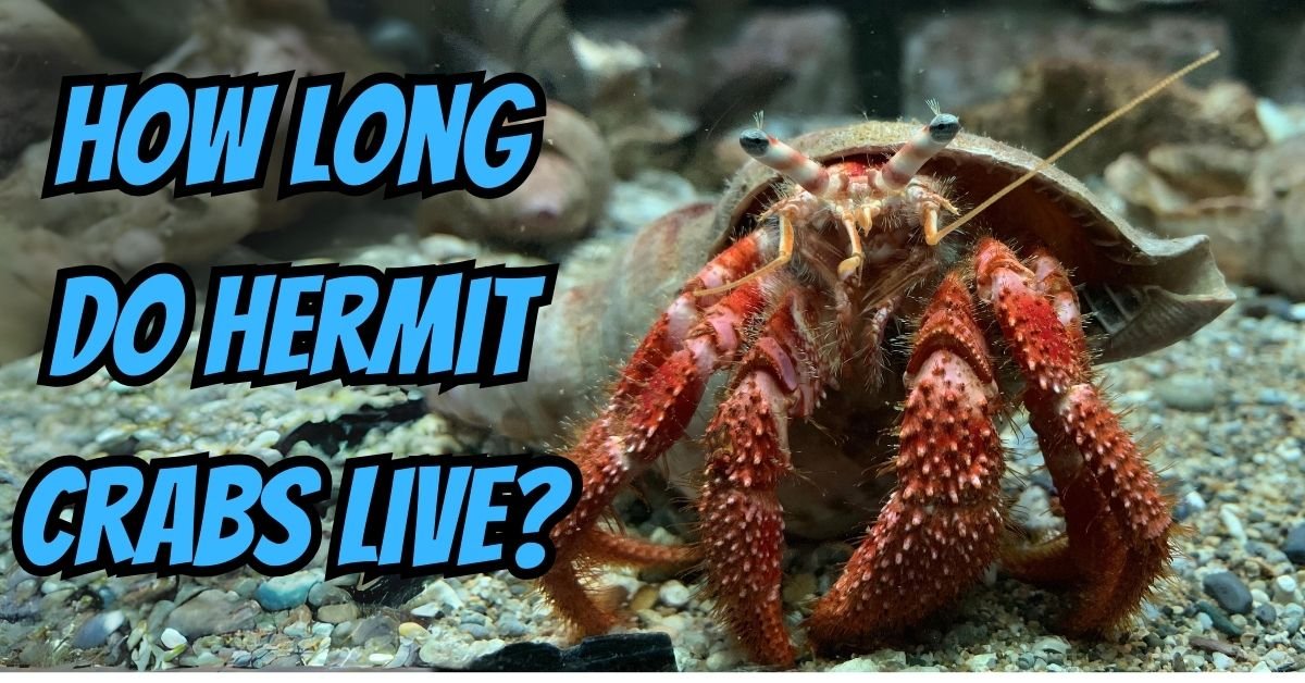 How Long Do Hermit Crabs Live? Dive Into the Longevity of These Unique ...