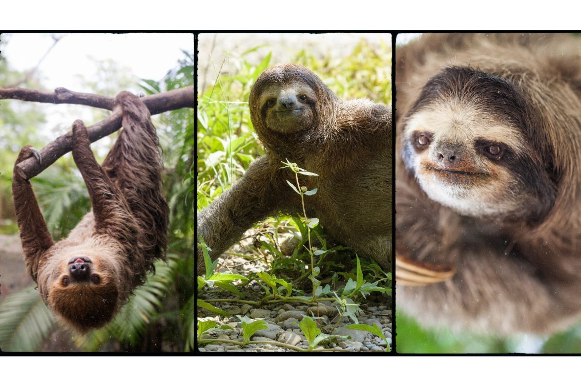 Fun Facts About a Sloth - Beast Bits