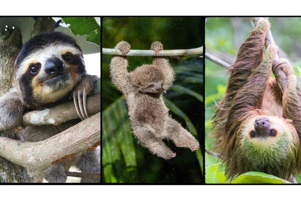Fun Facts About a Sloth - Beast Bits